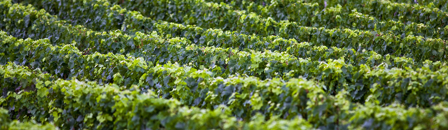 Qualiplast expert vinicole des revetements en chais et cuveries.